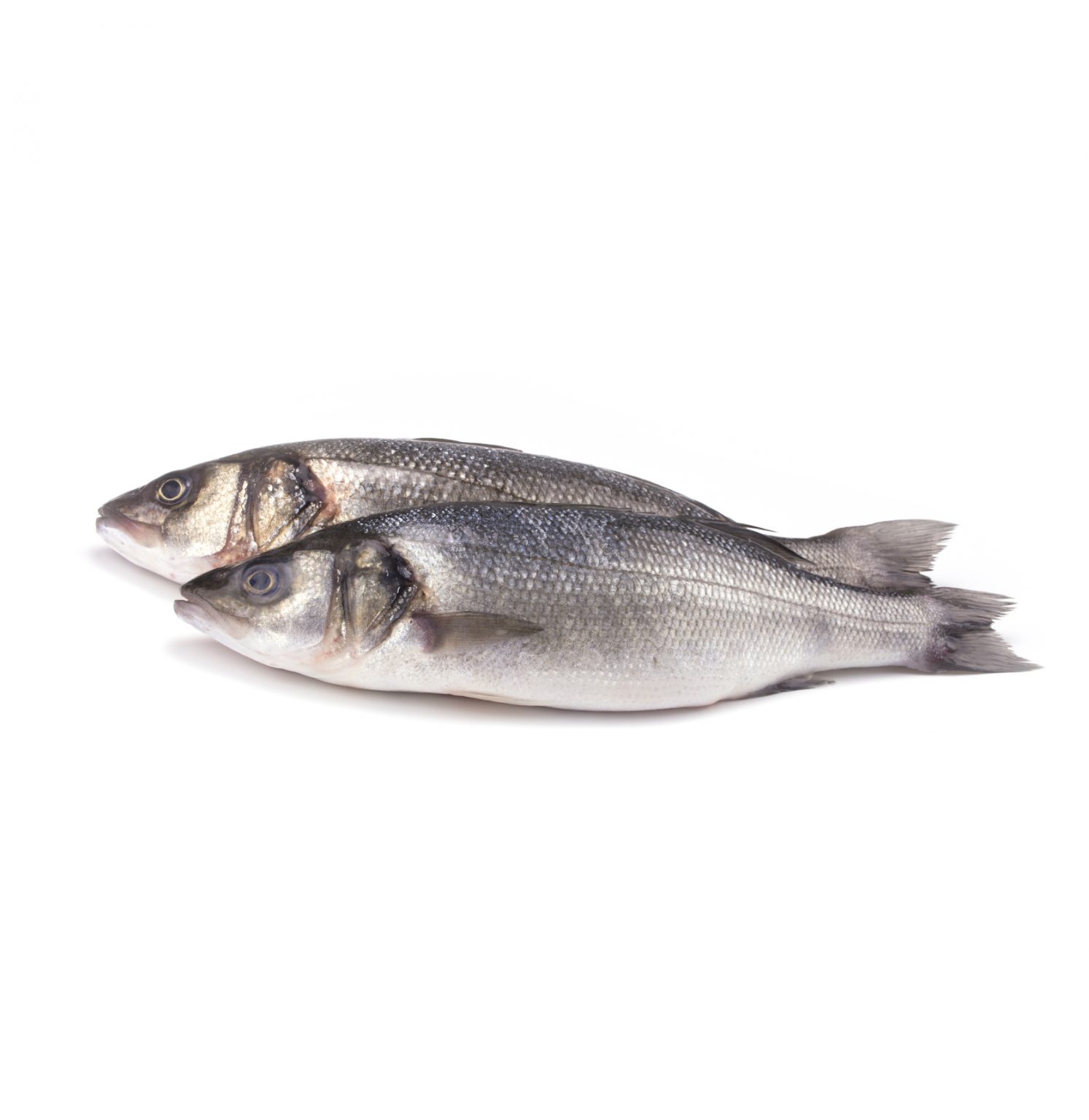 ROBALO - Congelmor